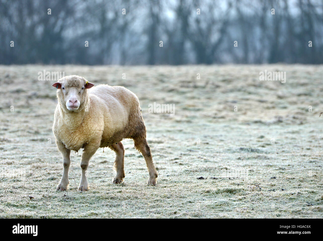 Sheep in a frozen winter field Stock Photo - Alamy