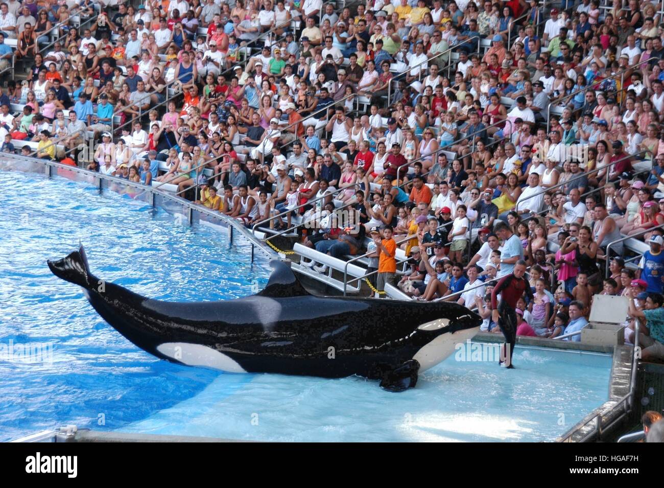 Seaworld Tilikum