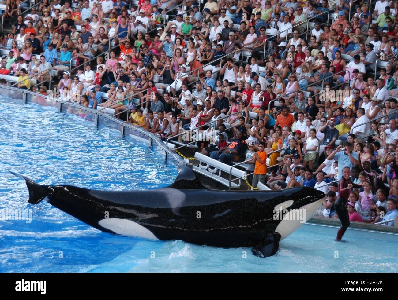 File. 7th Jan, 2017. Tilikum, the orca that killed a trainer at ...