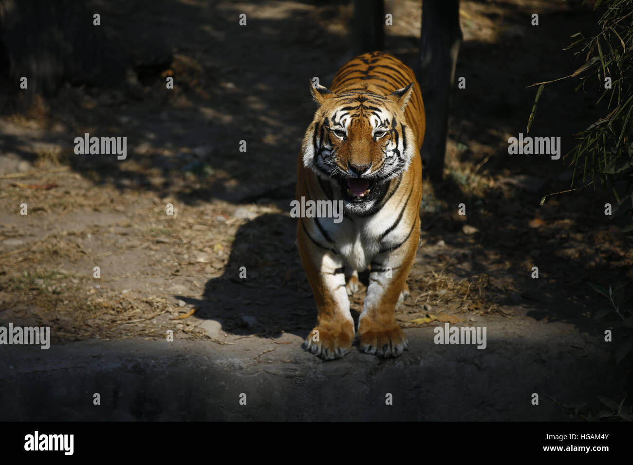 Tiger den hi-res stock photography and images - Alamy