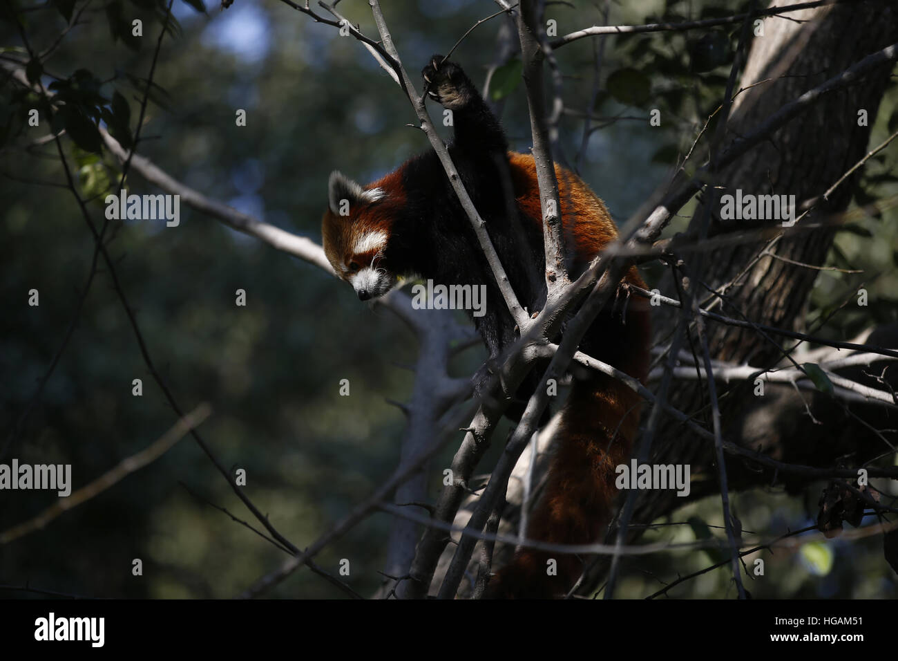 Predominantly a herbivore hi-res stock photography and images - Alamy