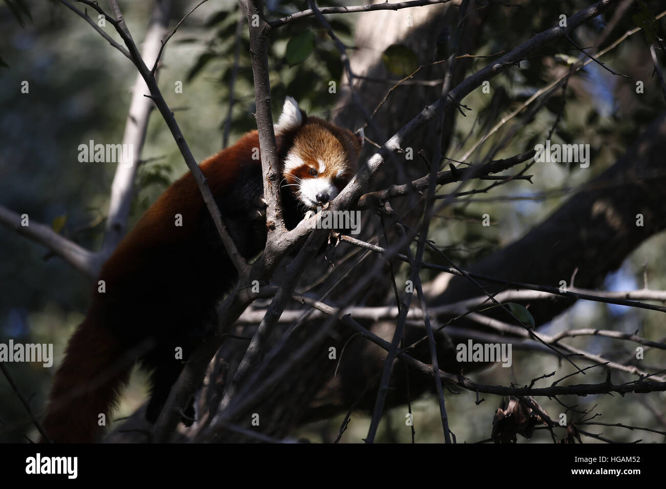 Lalitpur, Nepal. 7th January, 2017. A Red Panda tries to get on top of ...