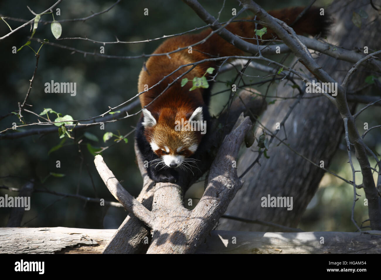 Lalitpur, Nepal. 7th January, 2017. A Red Panda descend from a tree at ...