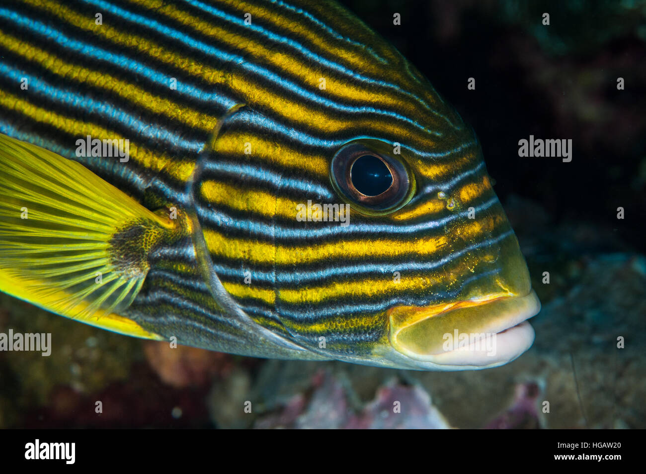 Harlequin or clown sweetlips fish hi-res stock photography and images ...