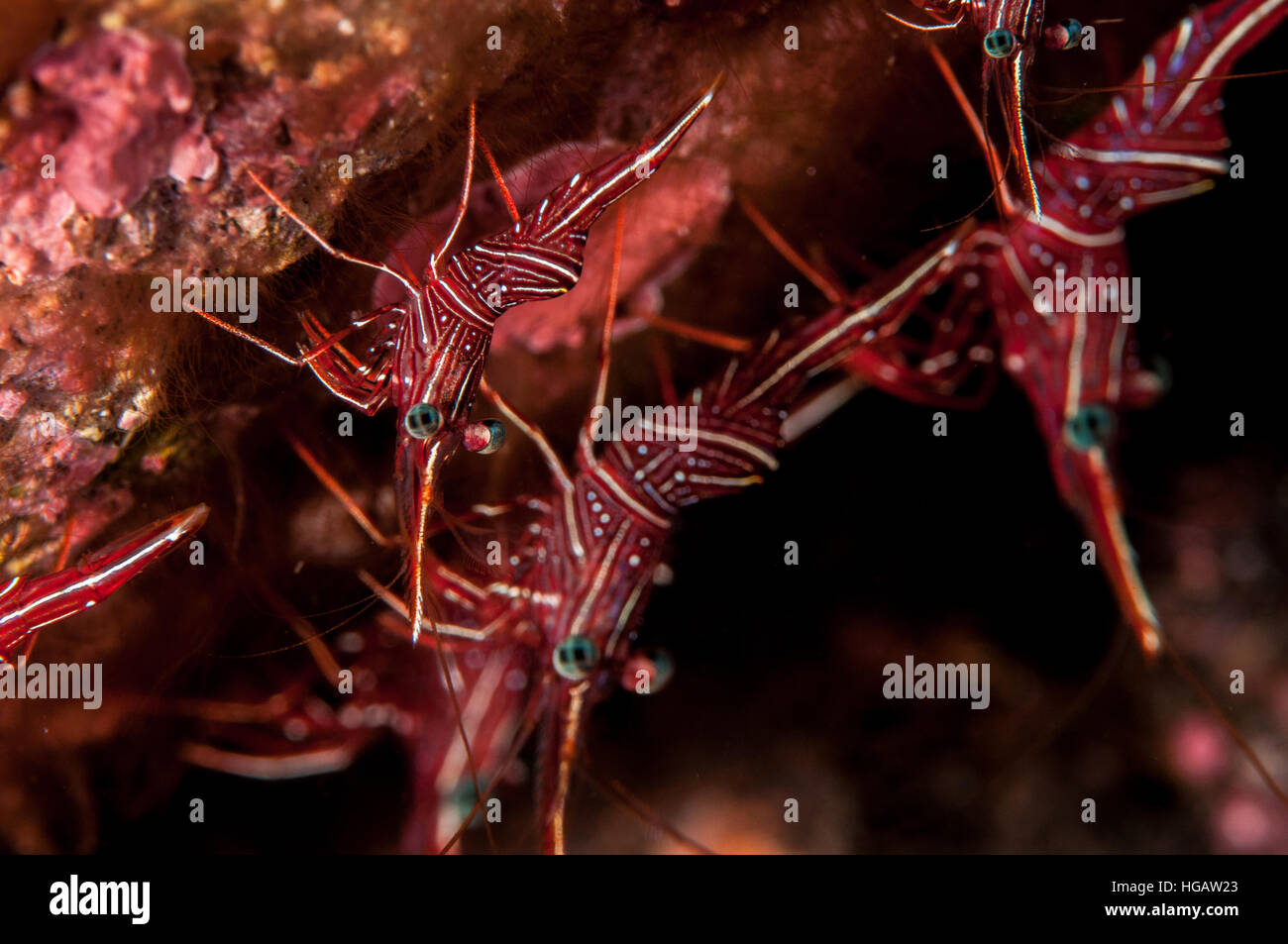 camel shrimp (Rhynchocinetes durbanensis), Bali, Indonesia Stock Photo ...