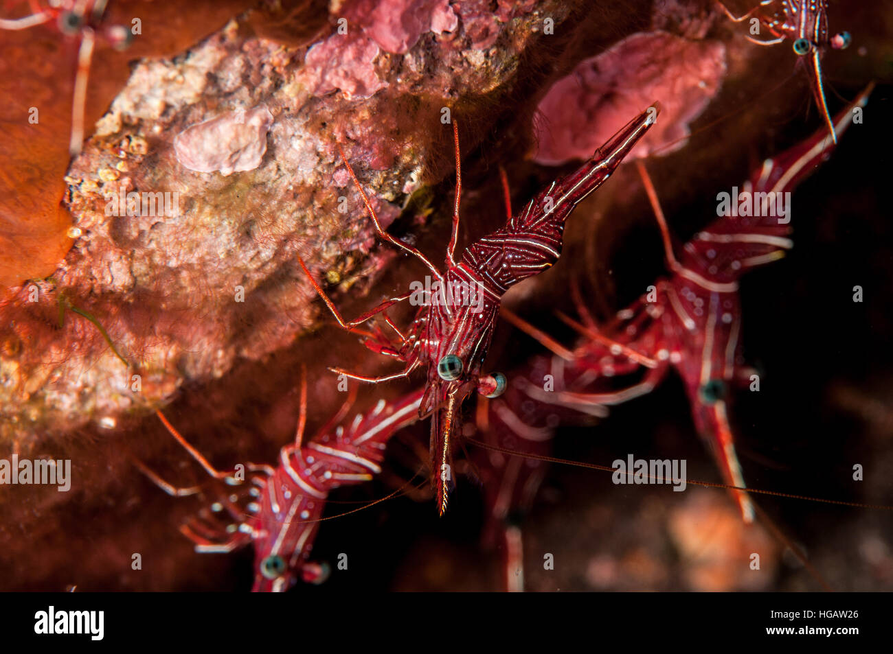 Fauna de bali hi-res stock photography and images - Alamy