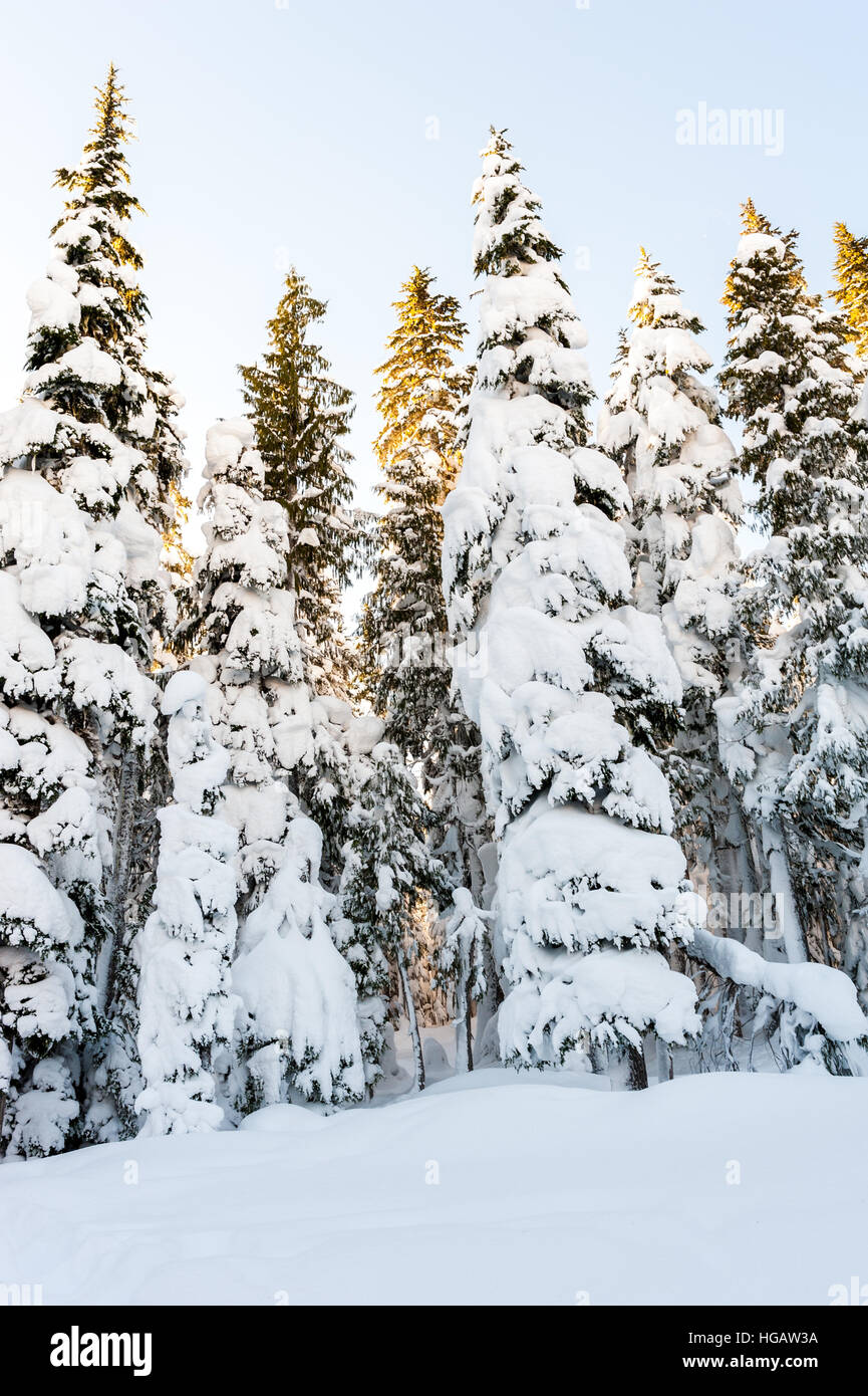 Snow covered evergreen trees in an alpine boreal forest in winter Stock ...