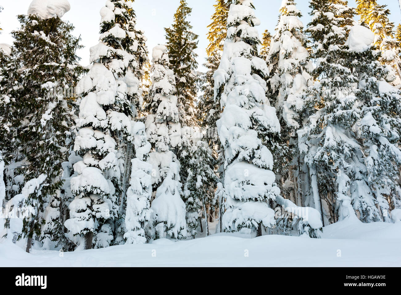 Alpine Fore High Resolution Stock Photography and Images - Alamy