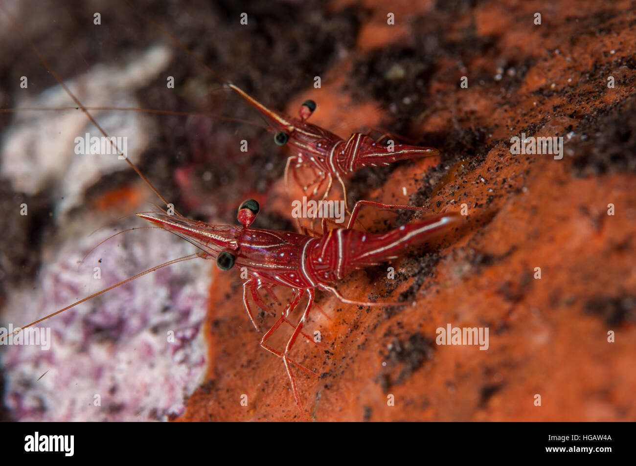 Durbanensis hi-res stock photography and images - Alamy