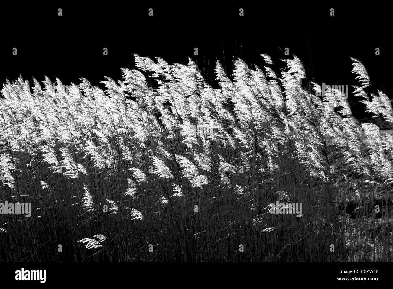 Fenland reeds hi-res stock photography and images - Alamy