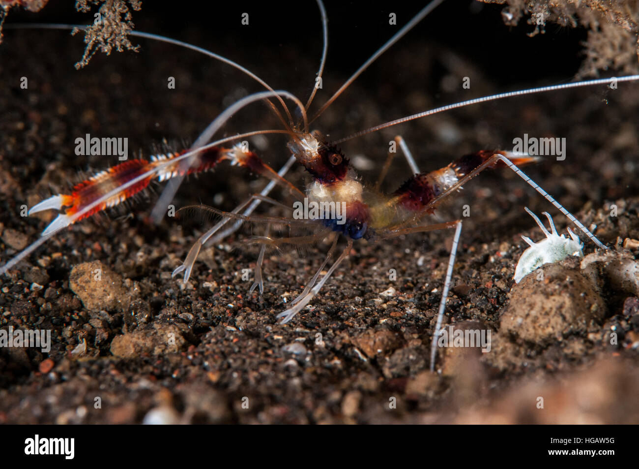 redbanded coral shrimp (Stenopus hispidus), Bali, Indonesia Stock Photo ...