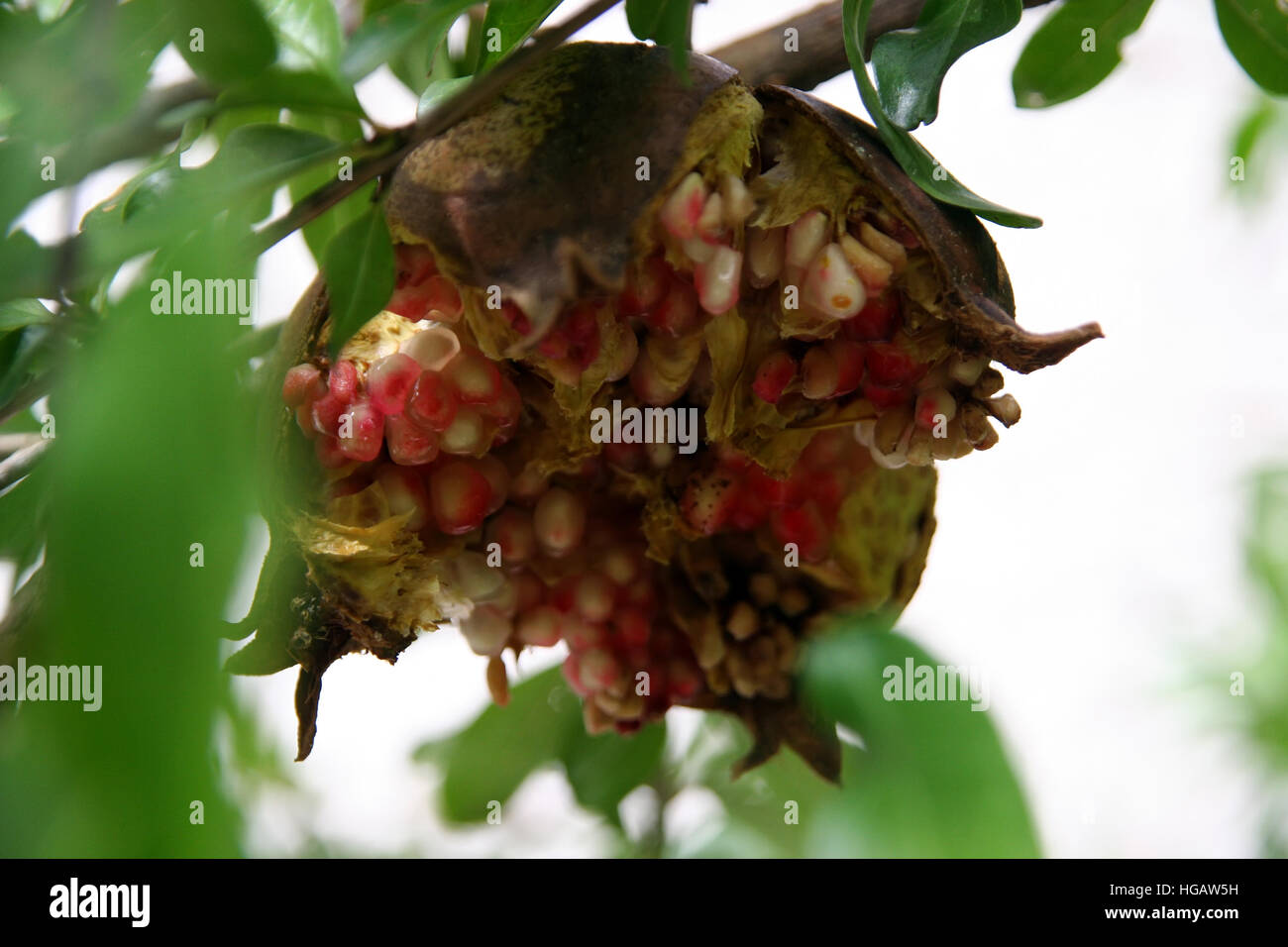 Pomegranate fruit and pomegranate trees hi-res stock photography and ...