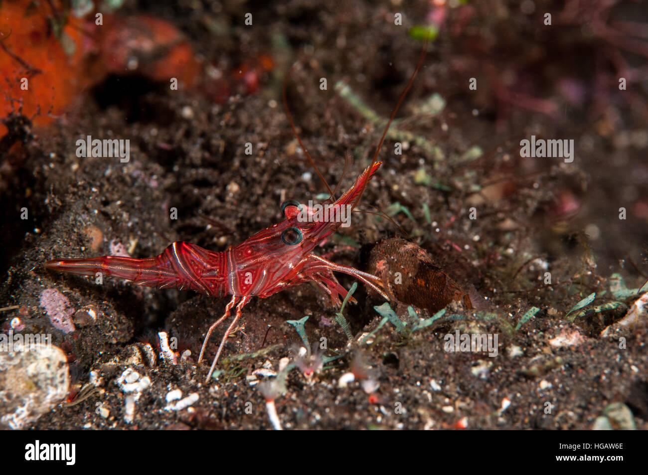 camel shrimp (Rhynchocinetes durbanensis), Bali, Indonesia Stock Photo ...