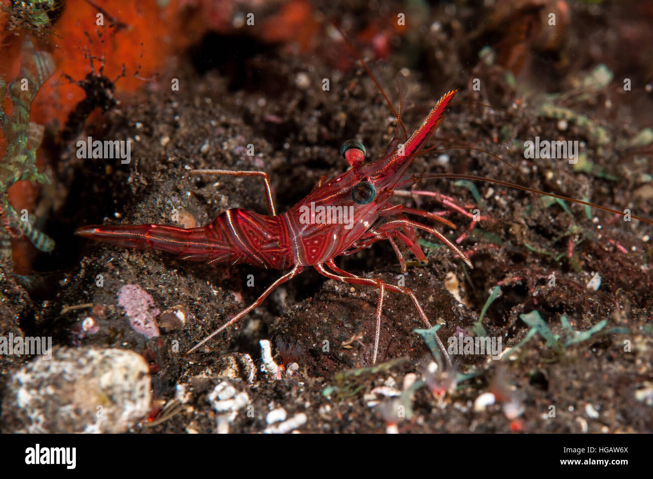 camel shrimp (Rhynchocinetes durbanensis), Bali, Indonesia Stock Photo ...