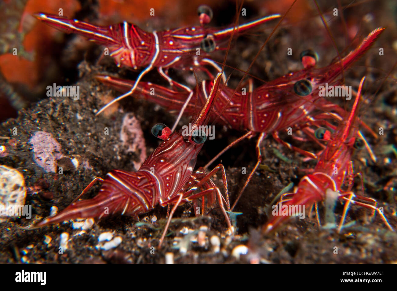 camel shrimp (Rhynchocinetes durbanensis), Bali, Indonesia Stock Photo ...
