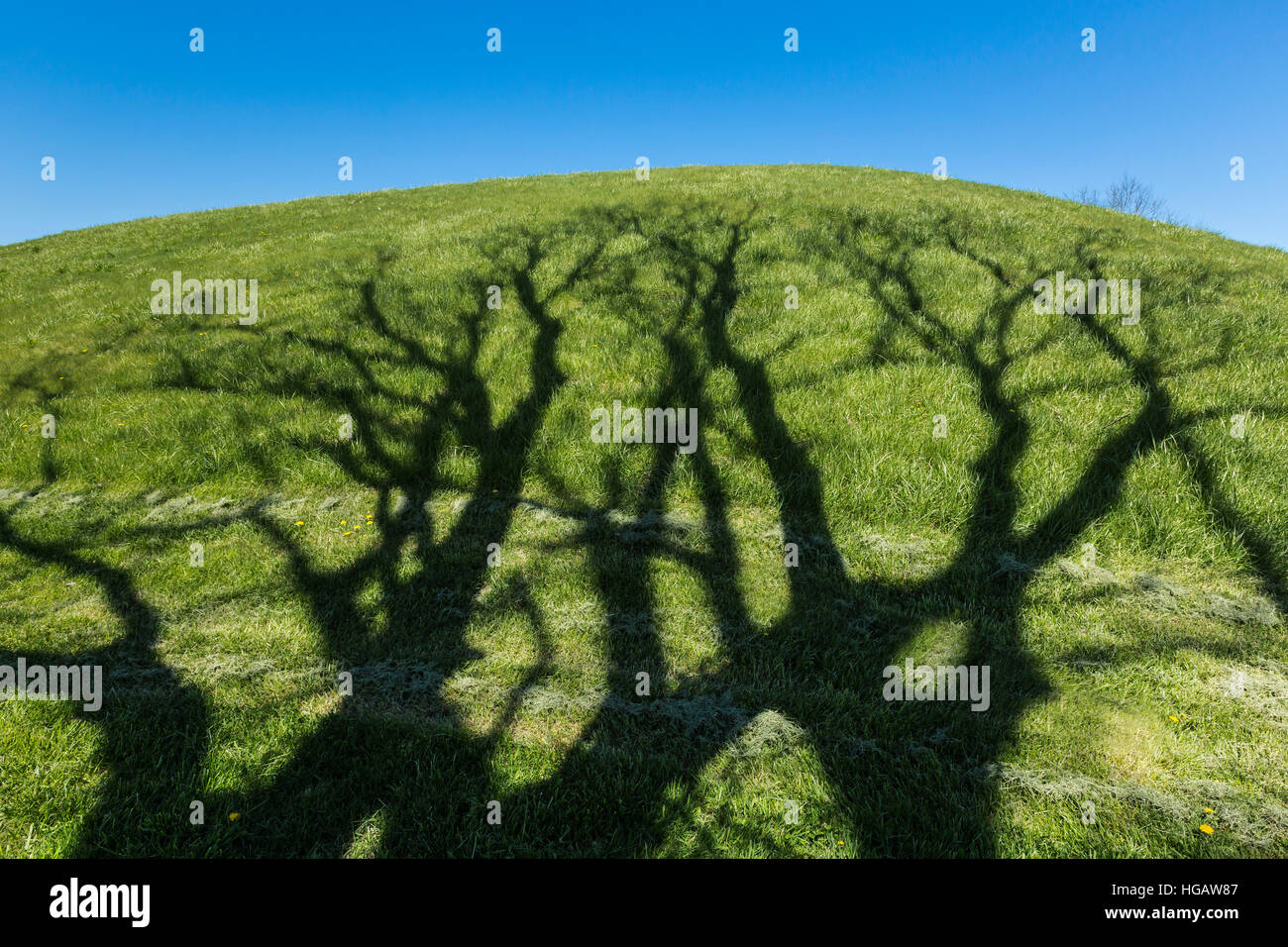 Shadows of bare spring trees crossing a mound at Seip Earthworks, where ...