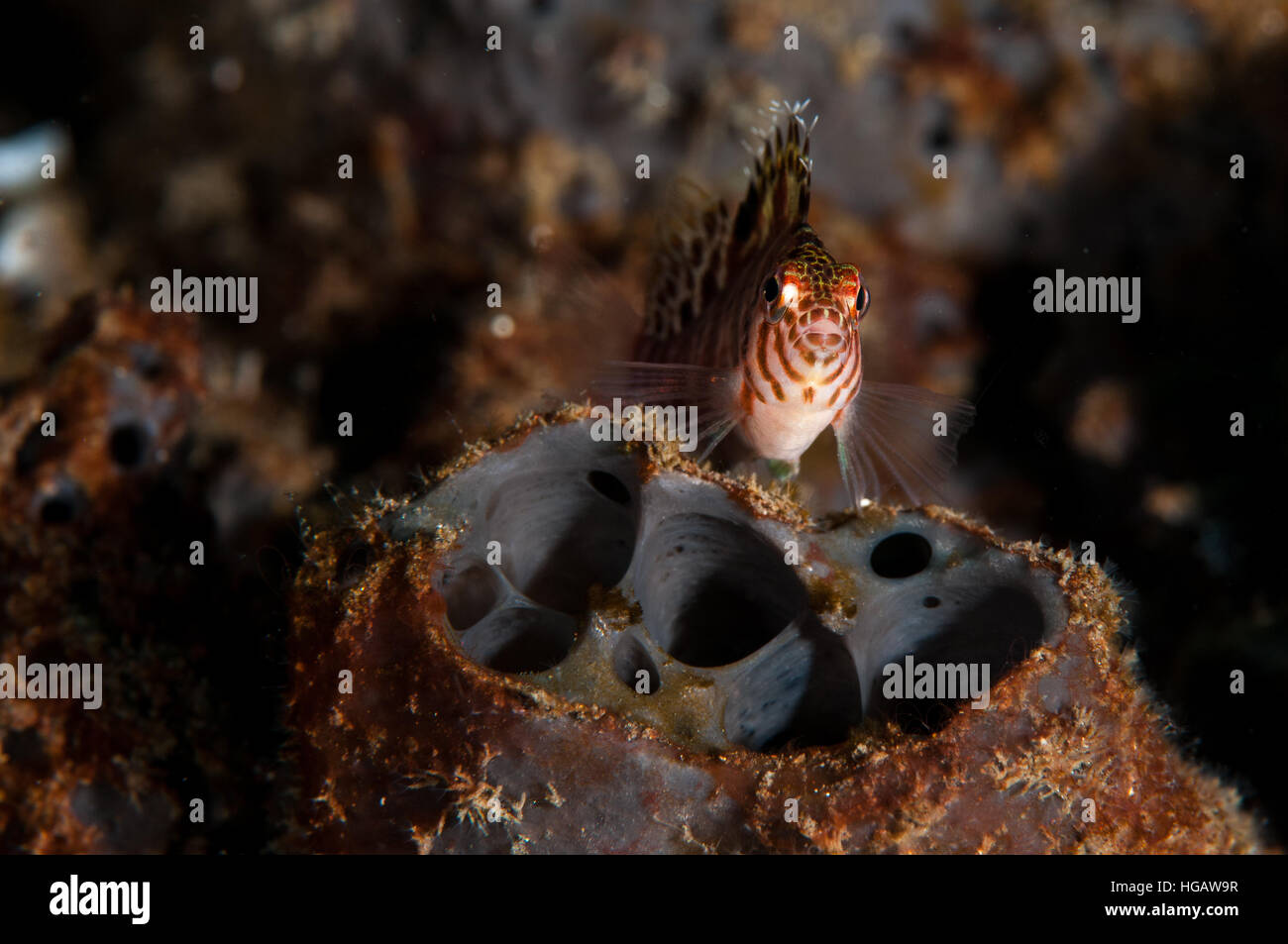 Dwarf hawkfish(Cirrhitichthys falco), Bali, Indonesia Stock Photo - Alamy