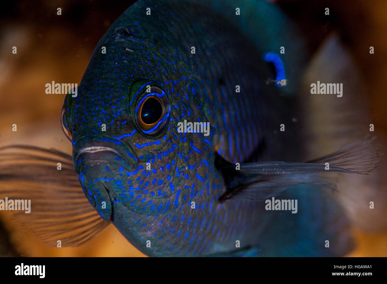 Pomacentrus australis hi-res stock photography and images - Alamy