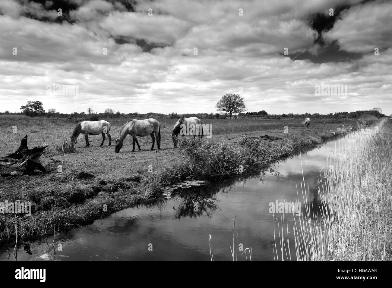 The fens, cambridgeshire, walking Black and White Stock Photos & Images ...