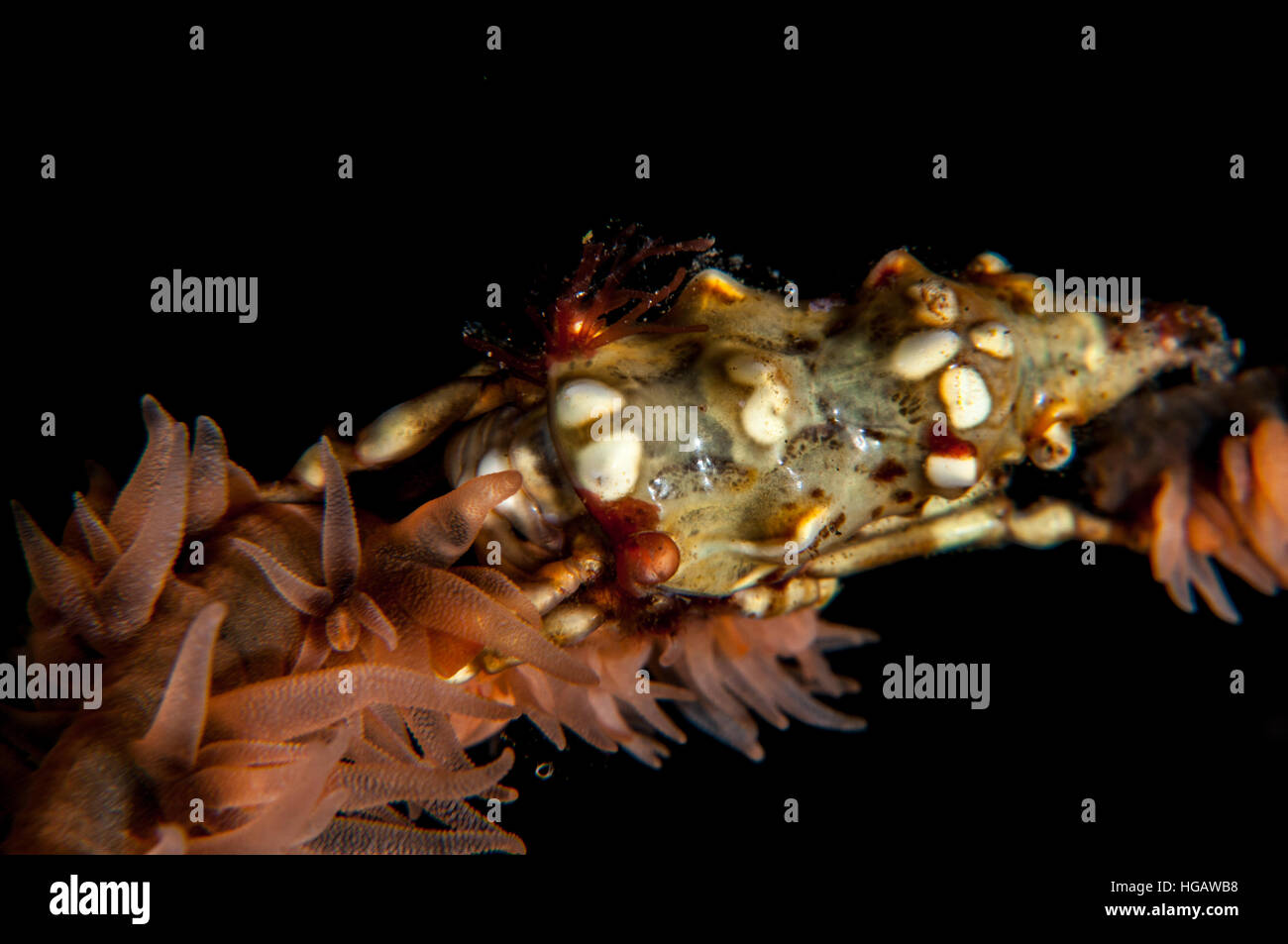 Wire Coral Crab (Xenocarcinus tuberculatus), Bali, Indonesia Stock ...