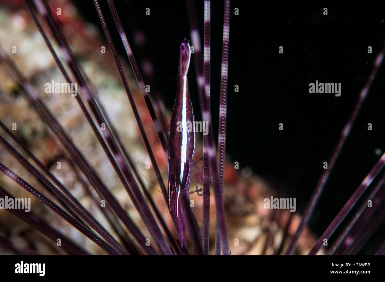 Purple Urchin Shrimp (Stegopontonia commensalis), Bali, indonesia Stock ...