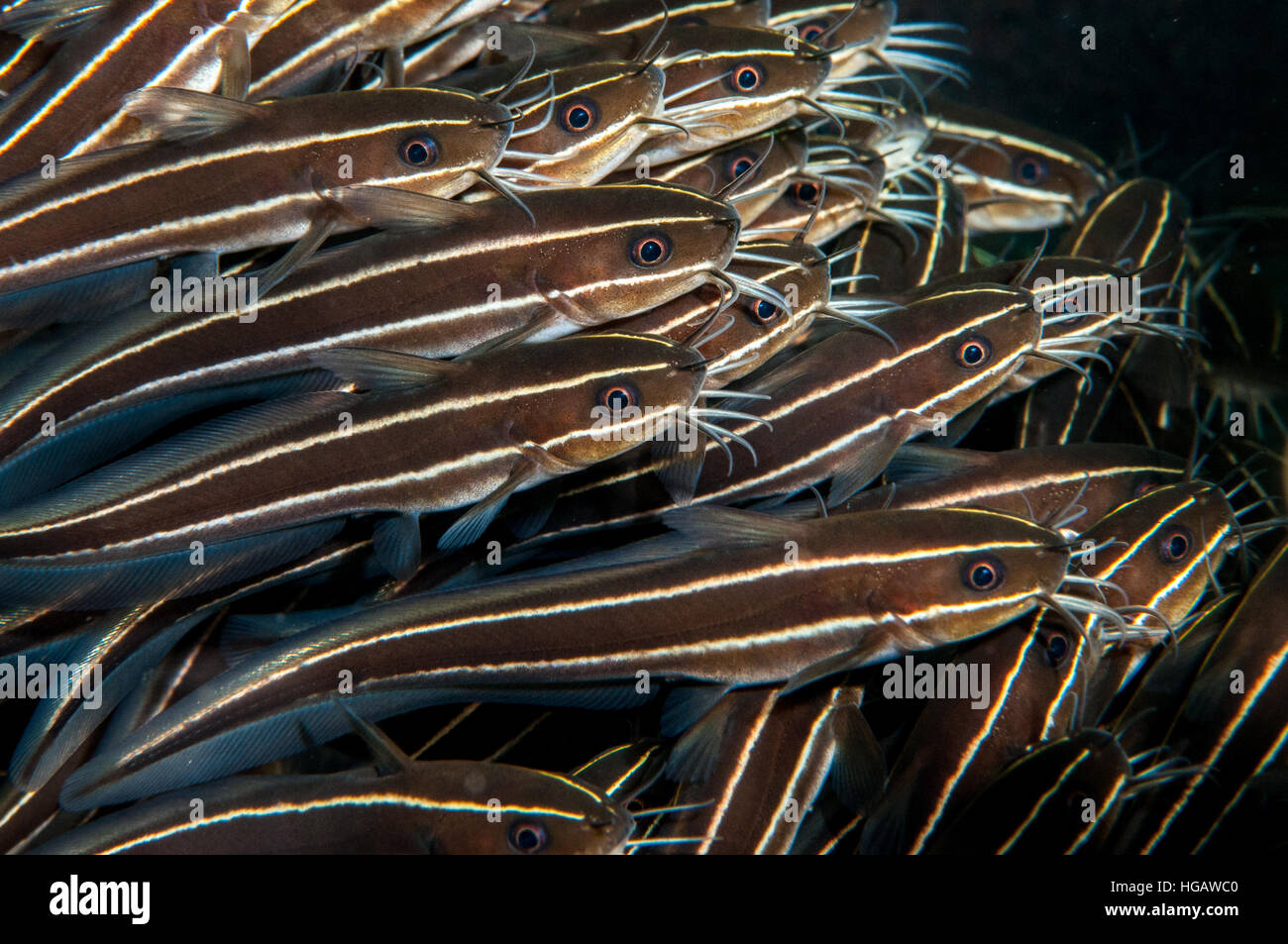 Striped Eel Catfish High Resolution Stock Photography and Images - Alamy
