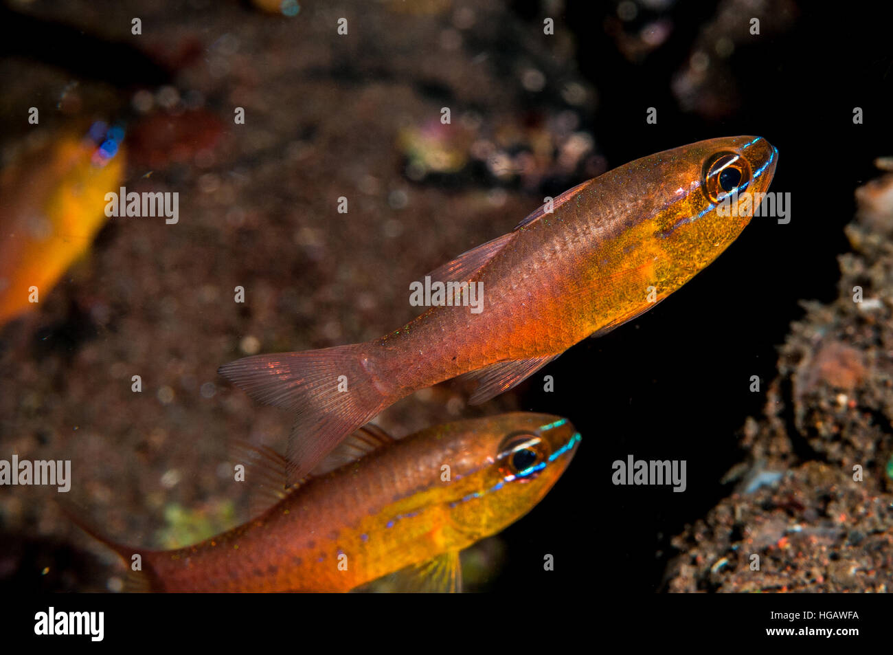 Short tooth cardinal hi-res stock photography and images - Alamy