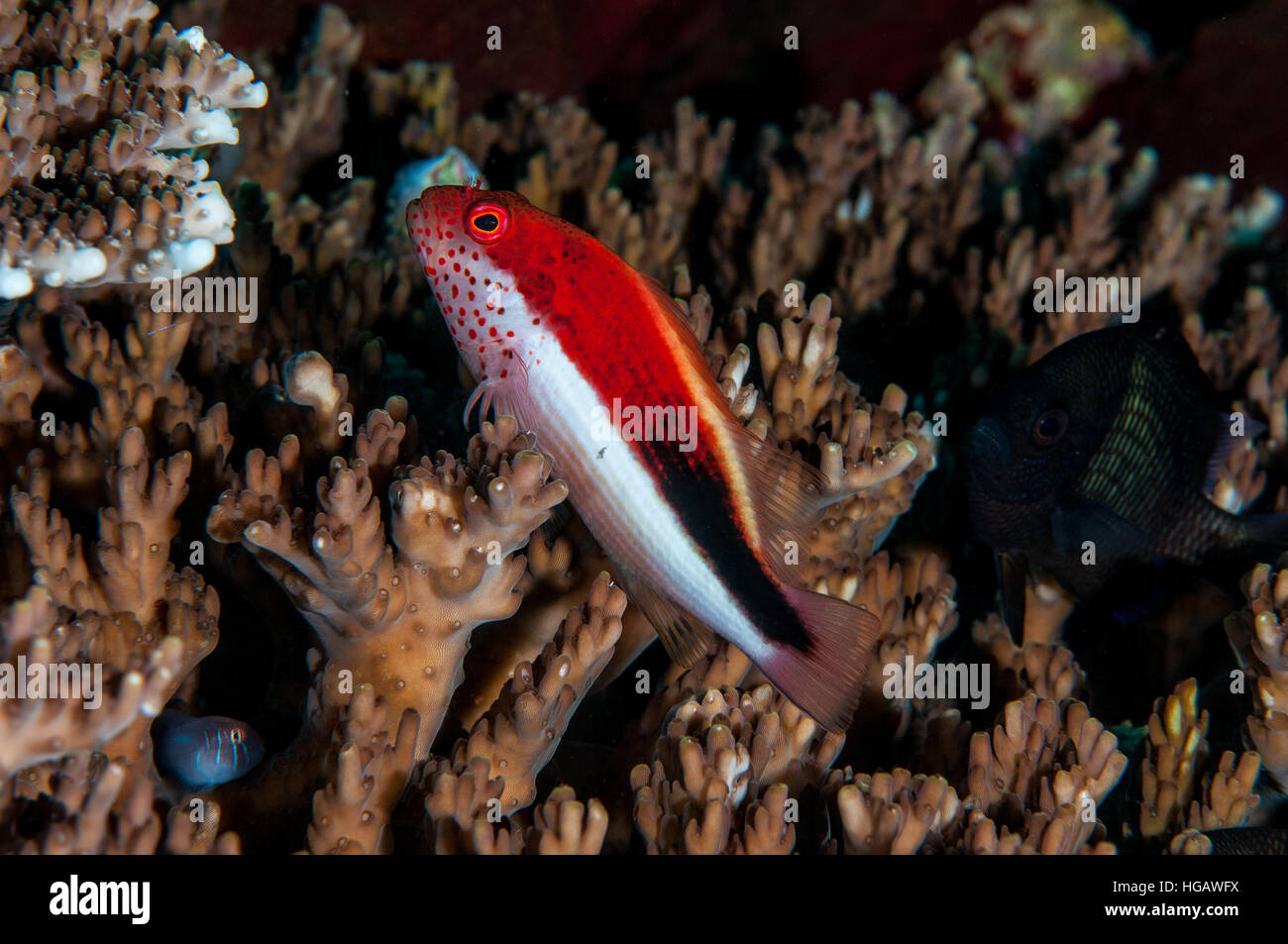 Black-sided hawkfish (Paracirrhites forsteri), Bali, Indonesia Stock ...