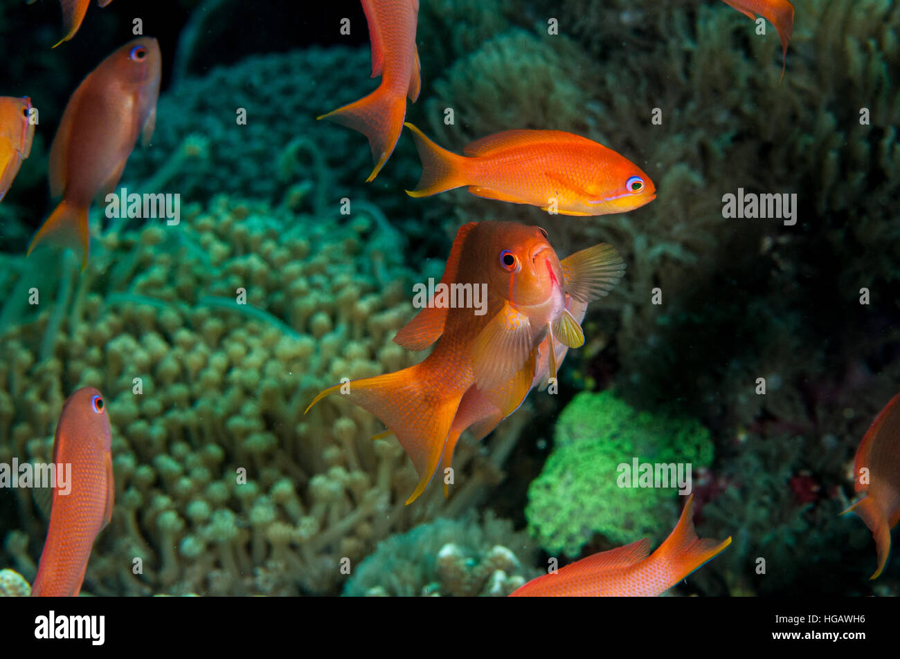 Pink Basslets and sea goldie, Bali, Indonesia Stock Photo - Alamy