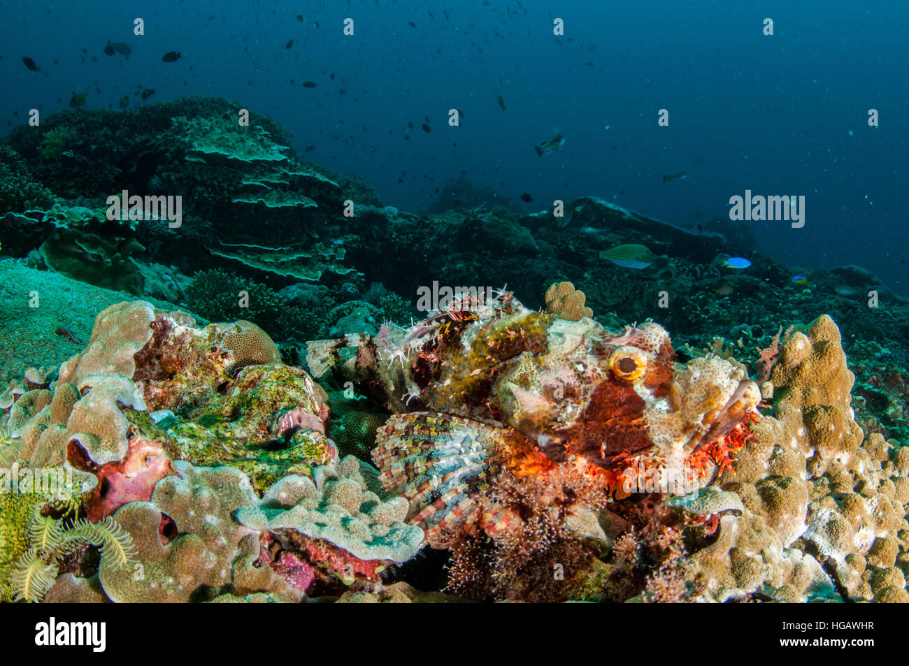 Smallscale Scorpionfish (Scorpaenopsis oxycephala), Bali, Indonesia ...
