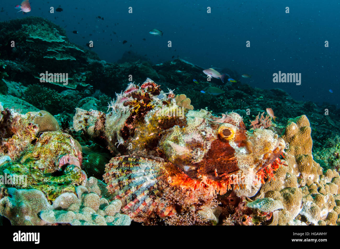 Smallscale Scorpionfish (Scorpaenopsis oxycephala), Bali, Indonesia ...
