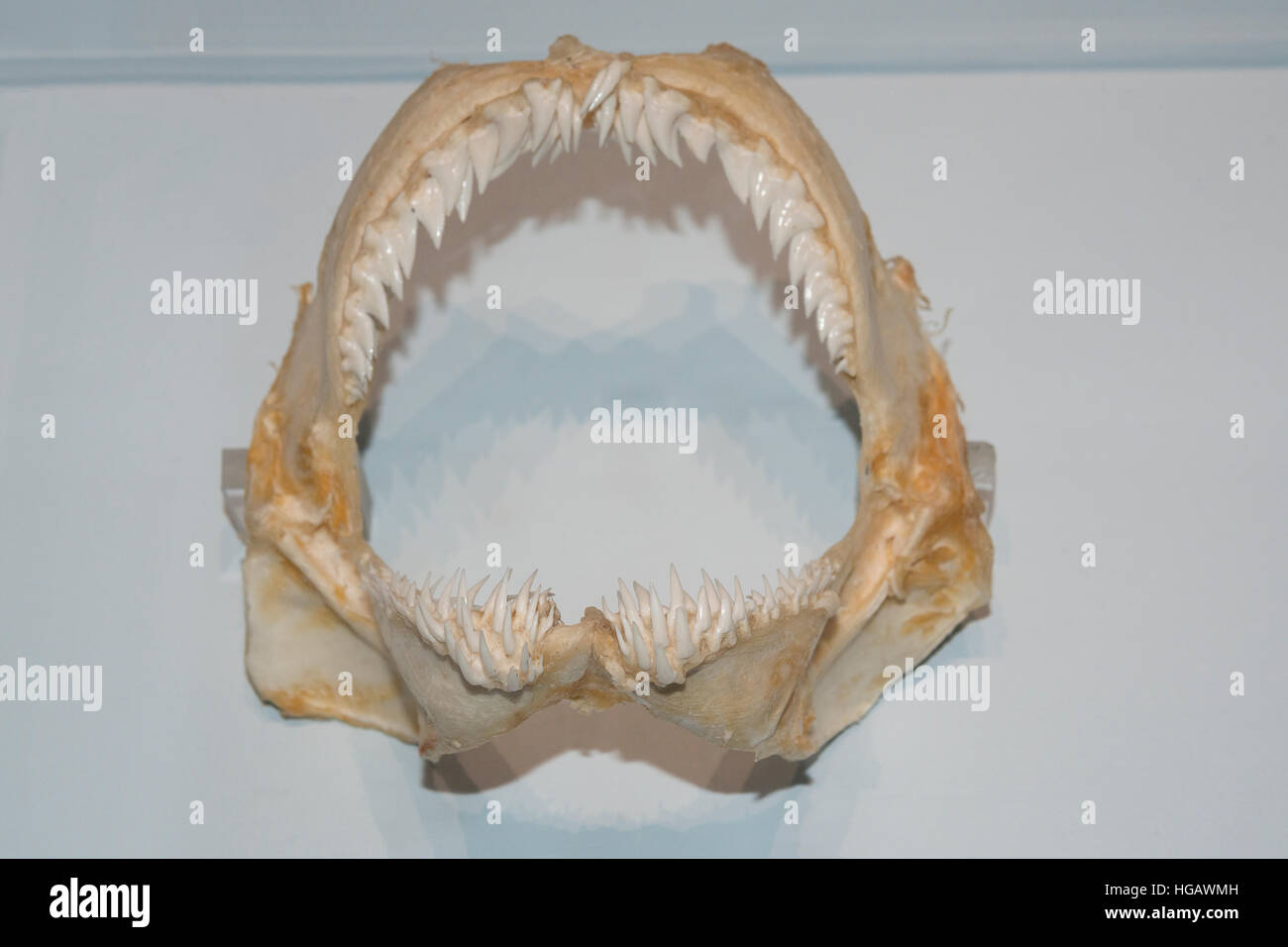 teeth in jaws of snaggletooth shark, Hemipristis elongata, on display ...