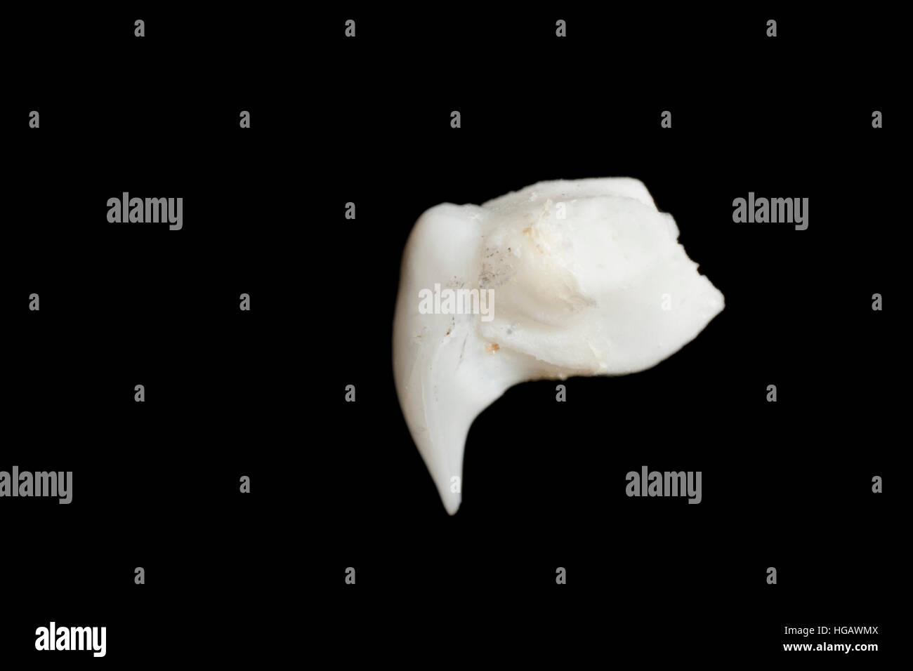 tooth of whale shark, Rhincodon typus (digitally modified Stock Photo ...