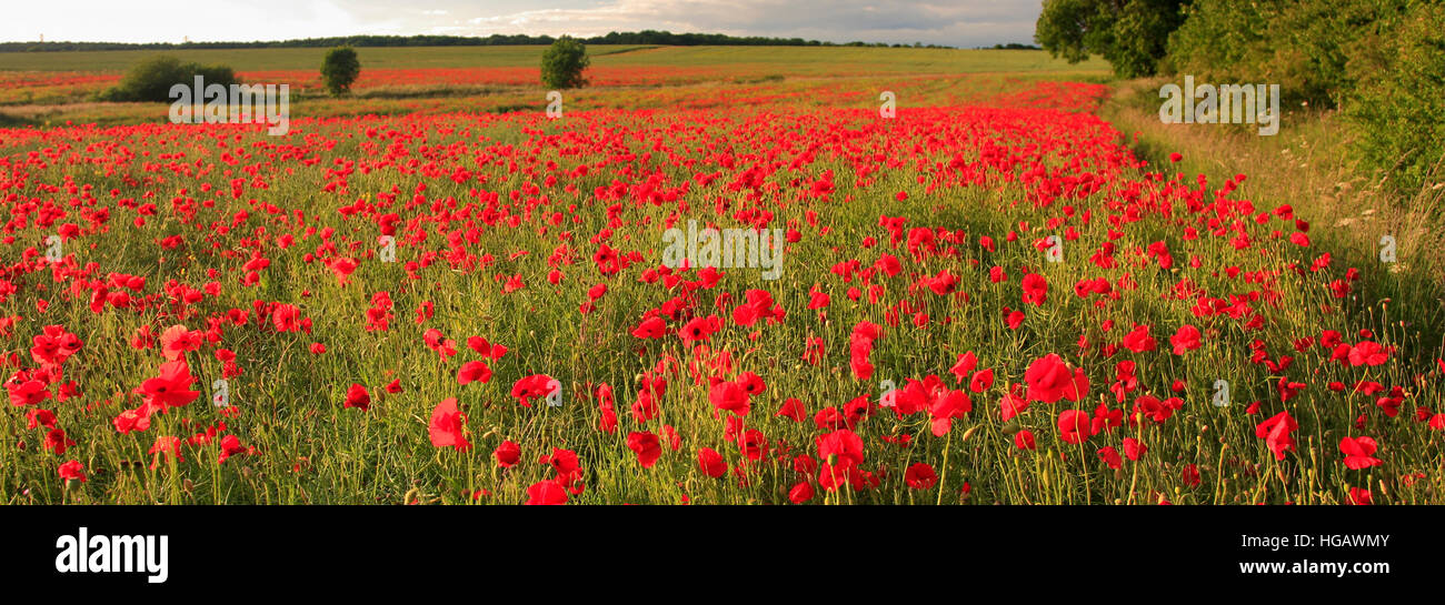 Dereham field hi-res stock photography and images - Alamy