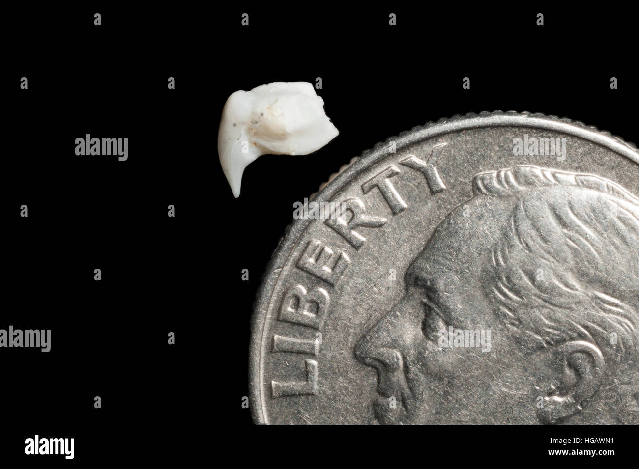 Rhinidodon typus hi-res stock photography and images - Alamy