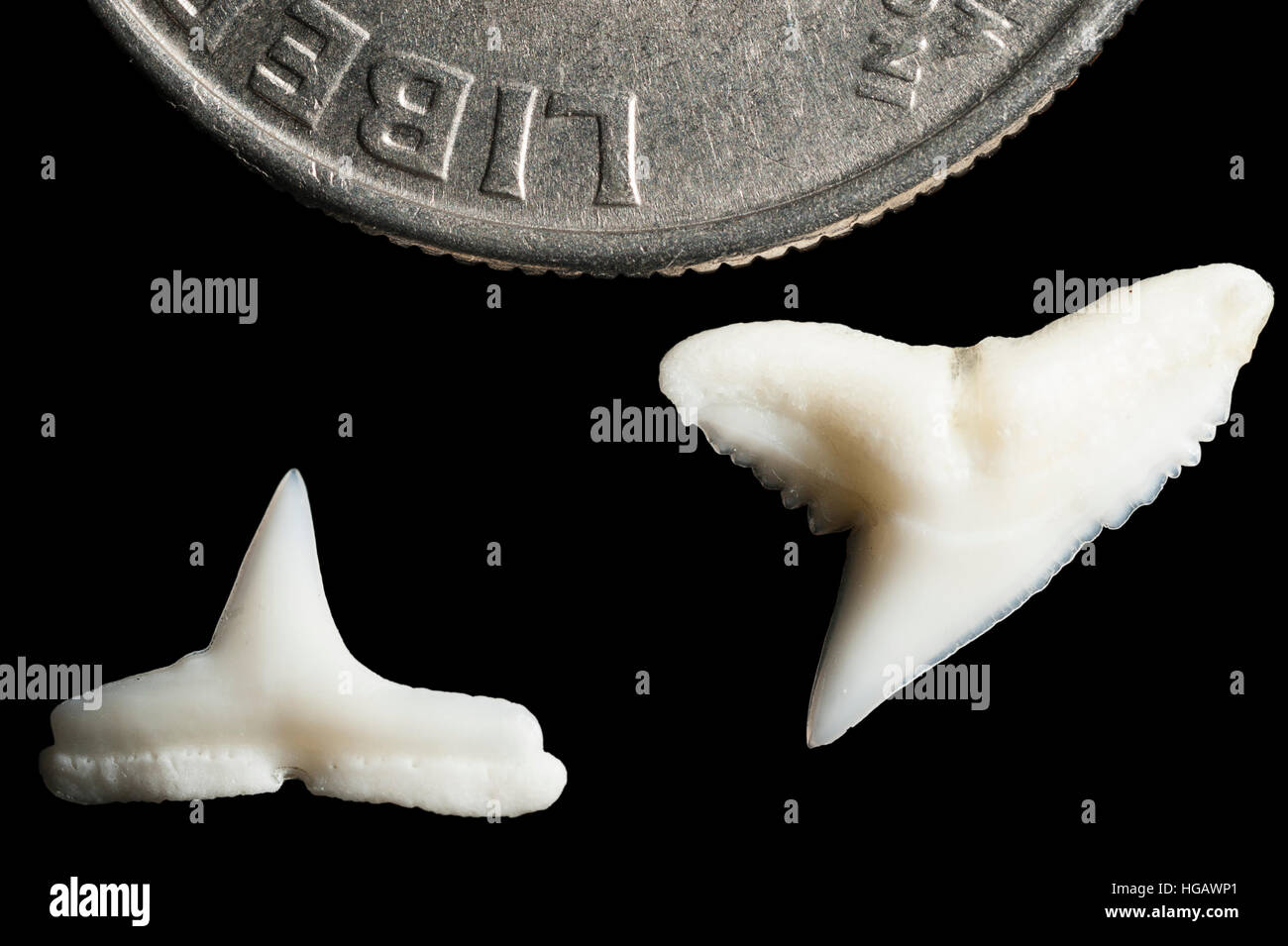 teeth (upper & lower) of night shark, Carcharinus signatus, next to U.S ...