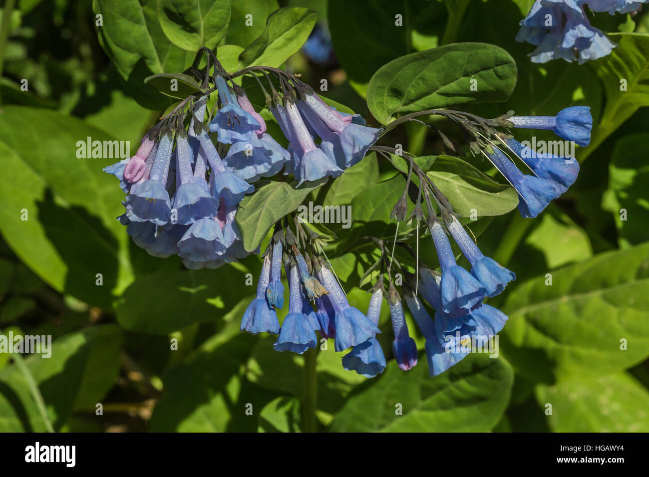 Virginia Bluebells, Mertensia virginiana, flowering in the forest along ...
