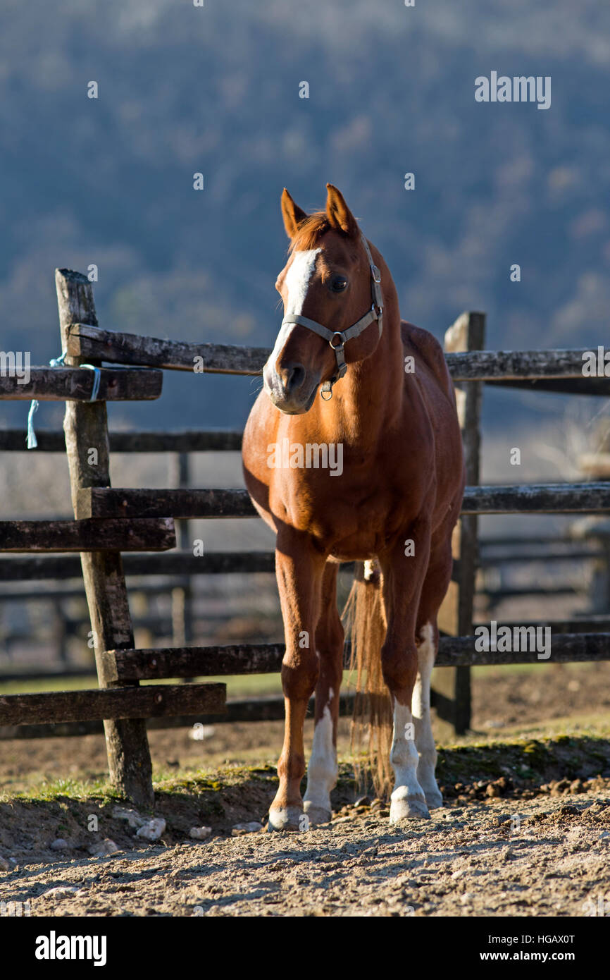 Foal looking over fence hi-res stock photography and images - Alamy