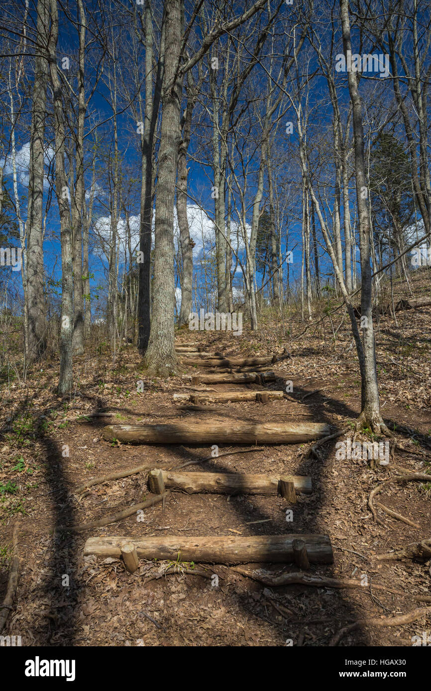 Rustic Log Steps Along A Trail Through The Spring Forest At Serpent