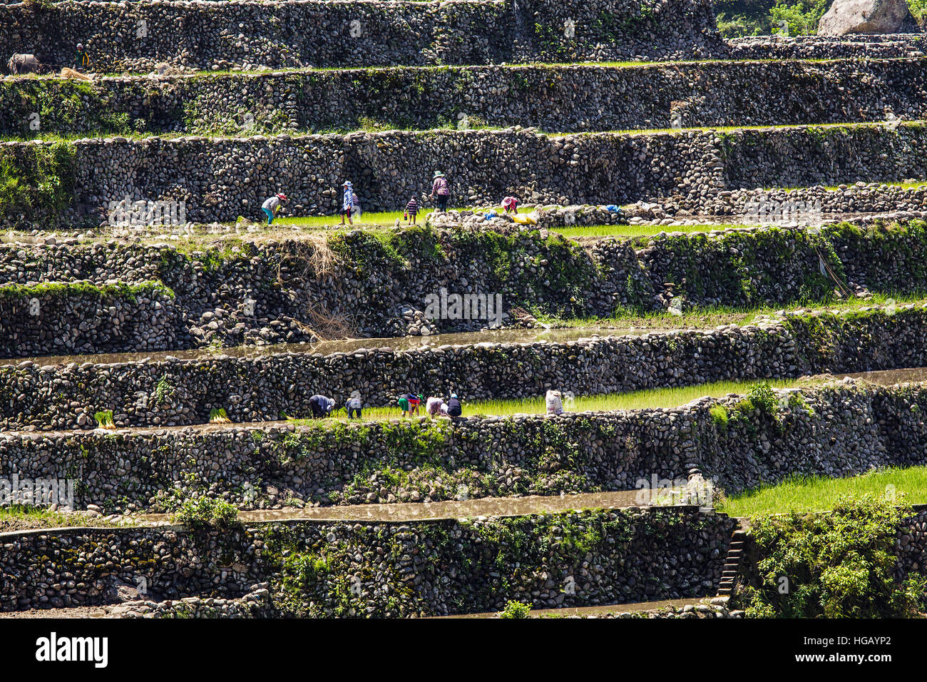 Terrace farms southeast asia hi-res stock photography and images - Alamy
