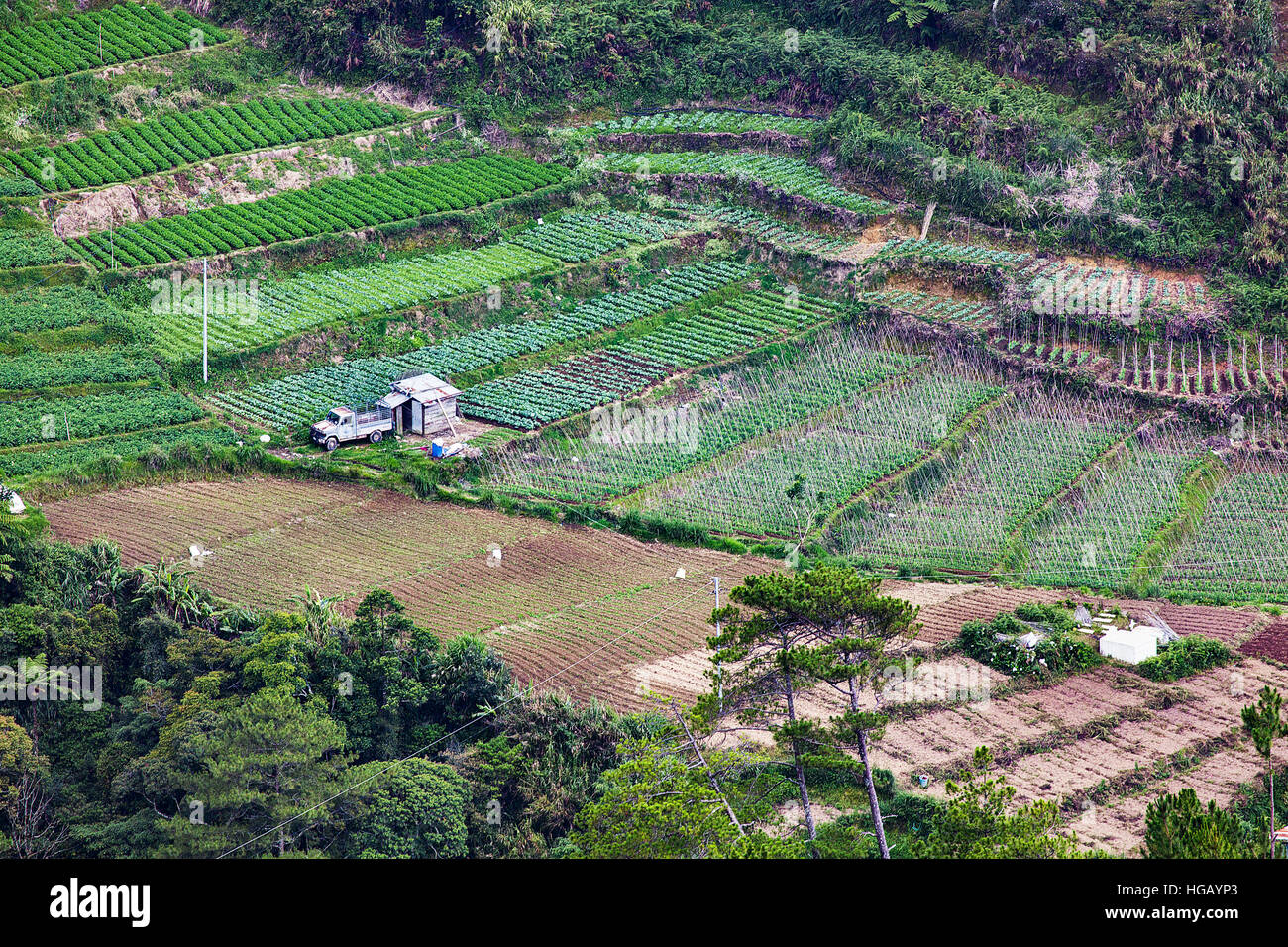 Elevated view of terraced vegetable farms in the Grand Cordillera ...