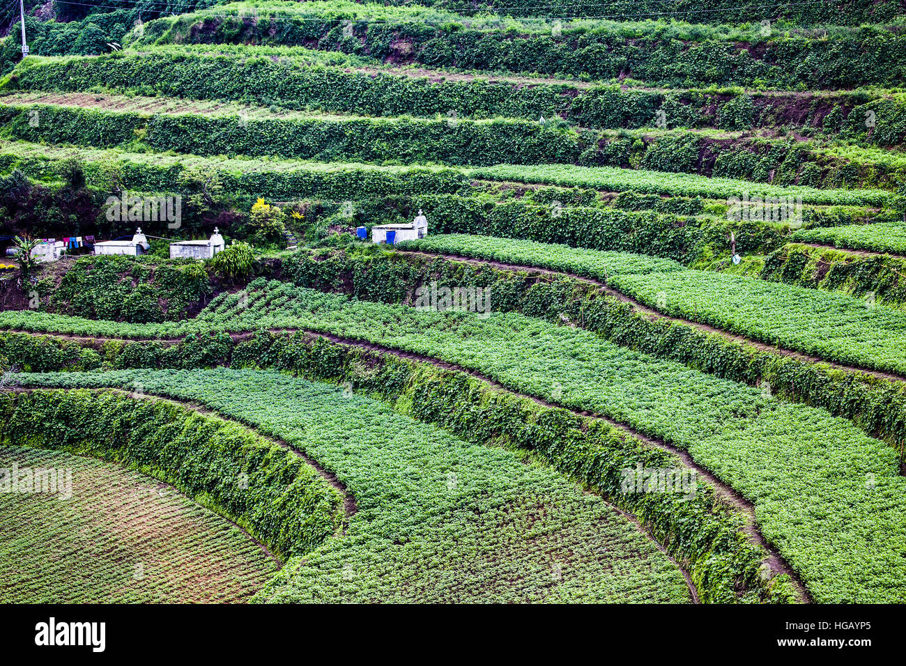 Vegetable Farms Stock Photos & Vegetable Farms Stock Images - Alamy
