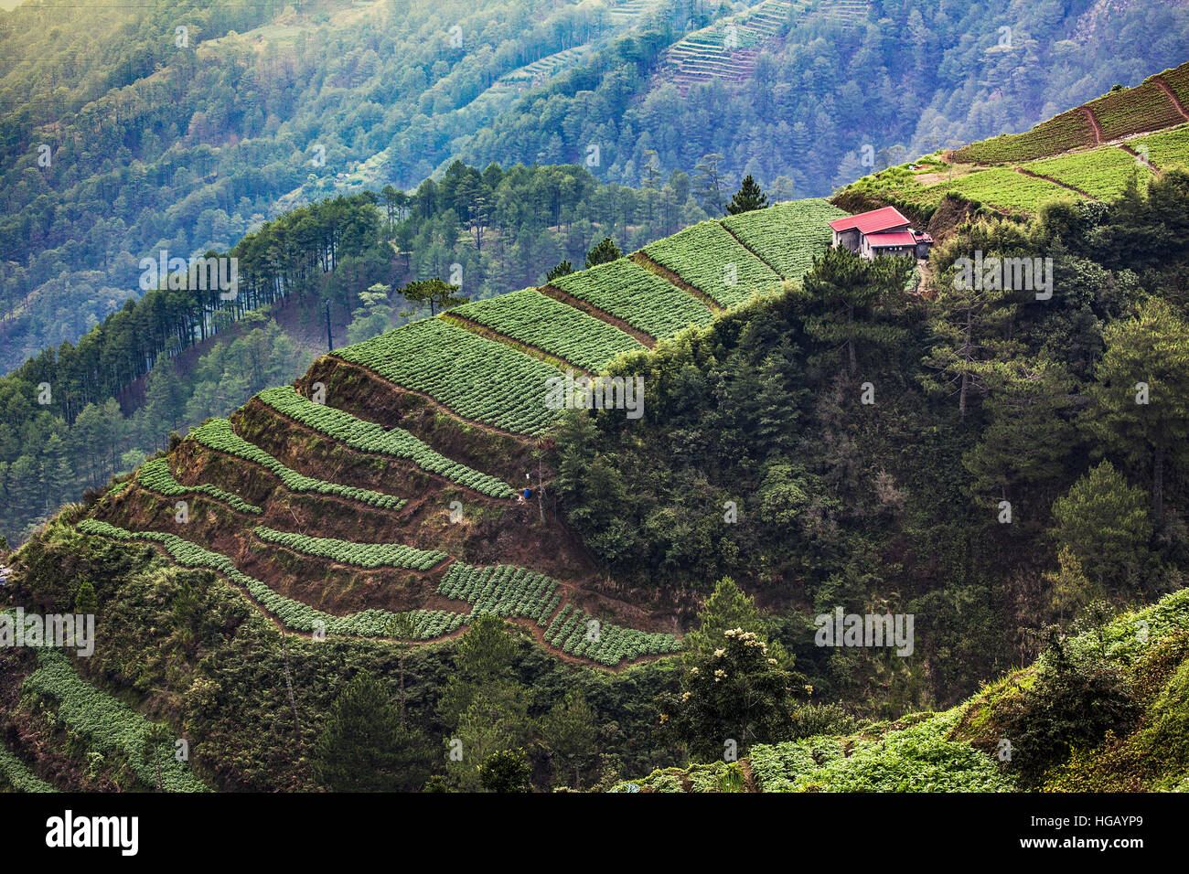 Elevated view of terraced vegetable farms in the Grand Cordillera ...