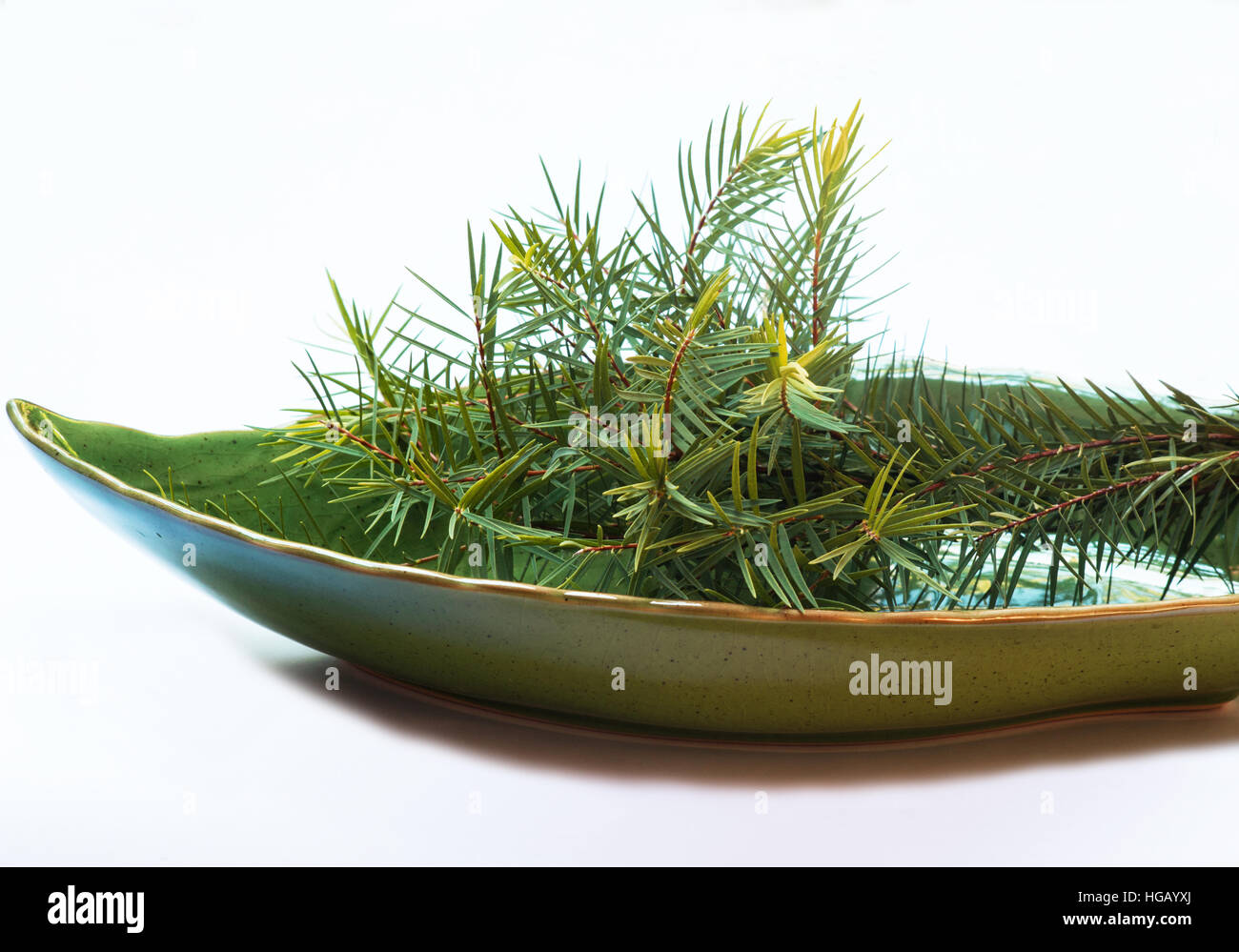 Tea Tree (Melaleuca alternifolia) cuttings in a green ceramic bowl ...