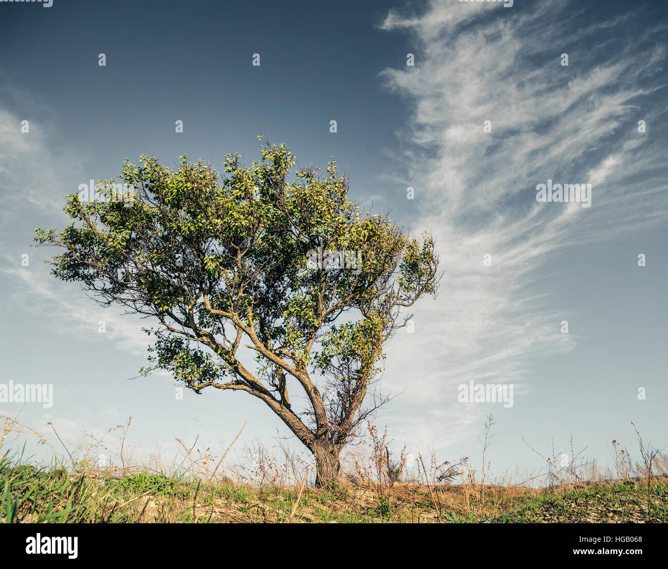 1 lone tree in field Stock Photo - Alamy