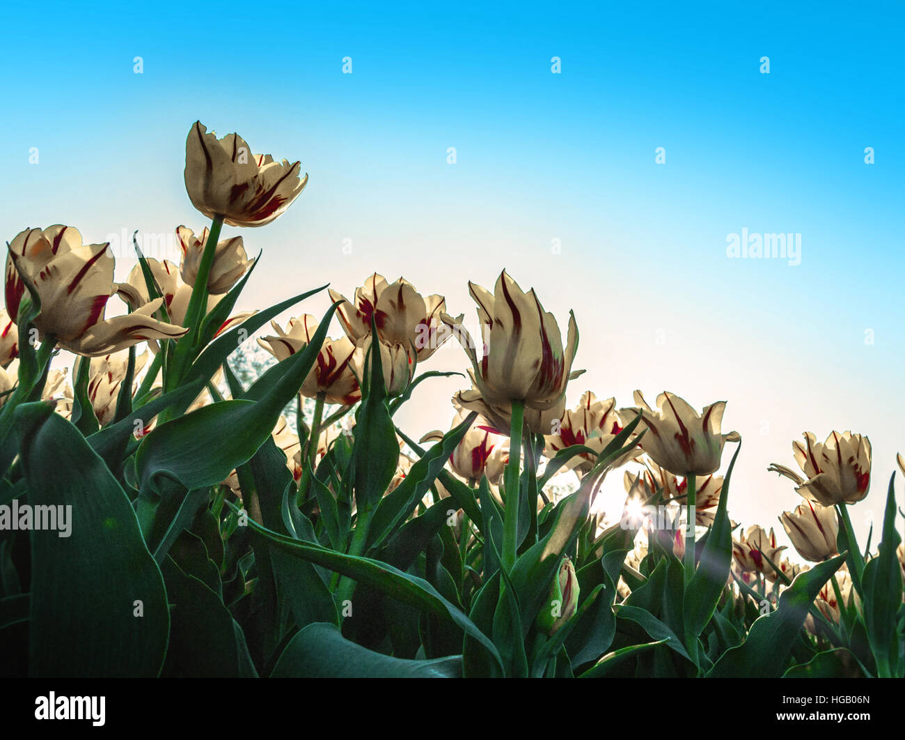 Polypetalous hi-res stock photography and images - Alamy
