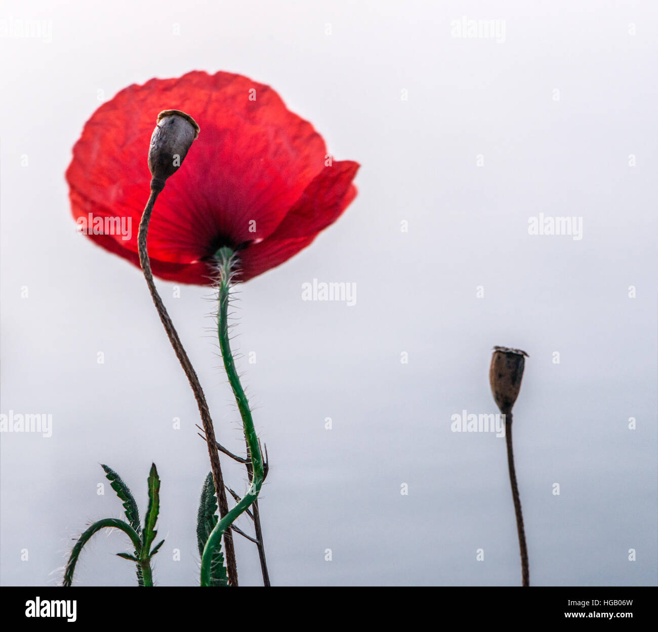 Lone red poppy hi-res stock photography and images - Alamy