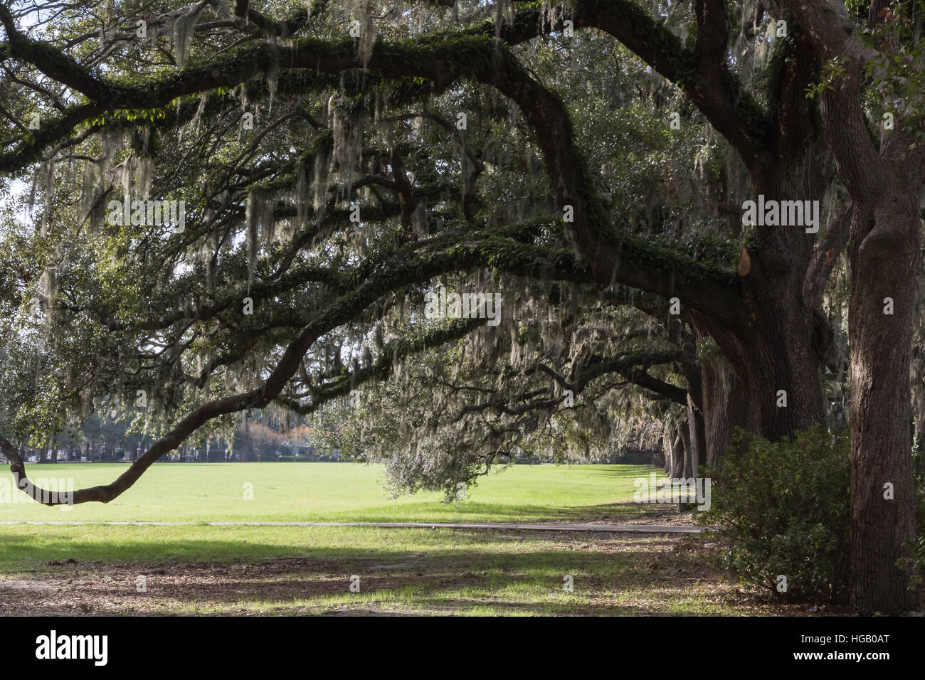 Oak Trees, Spanish Moss, Forsyth Park, Savannah, Georgia Stock Photo ...