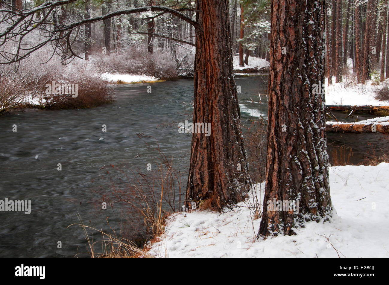 Ponderosa pine (Pinus ponderosa) along Metolius Wild and Scenic River ...