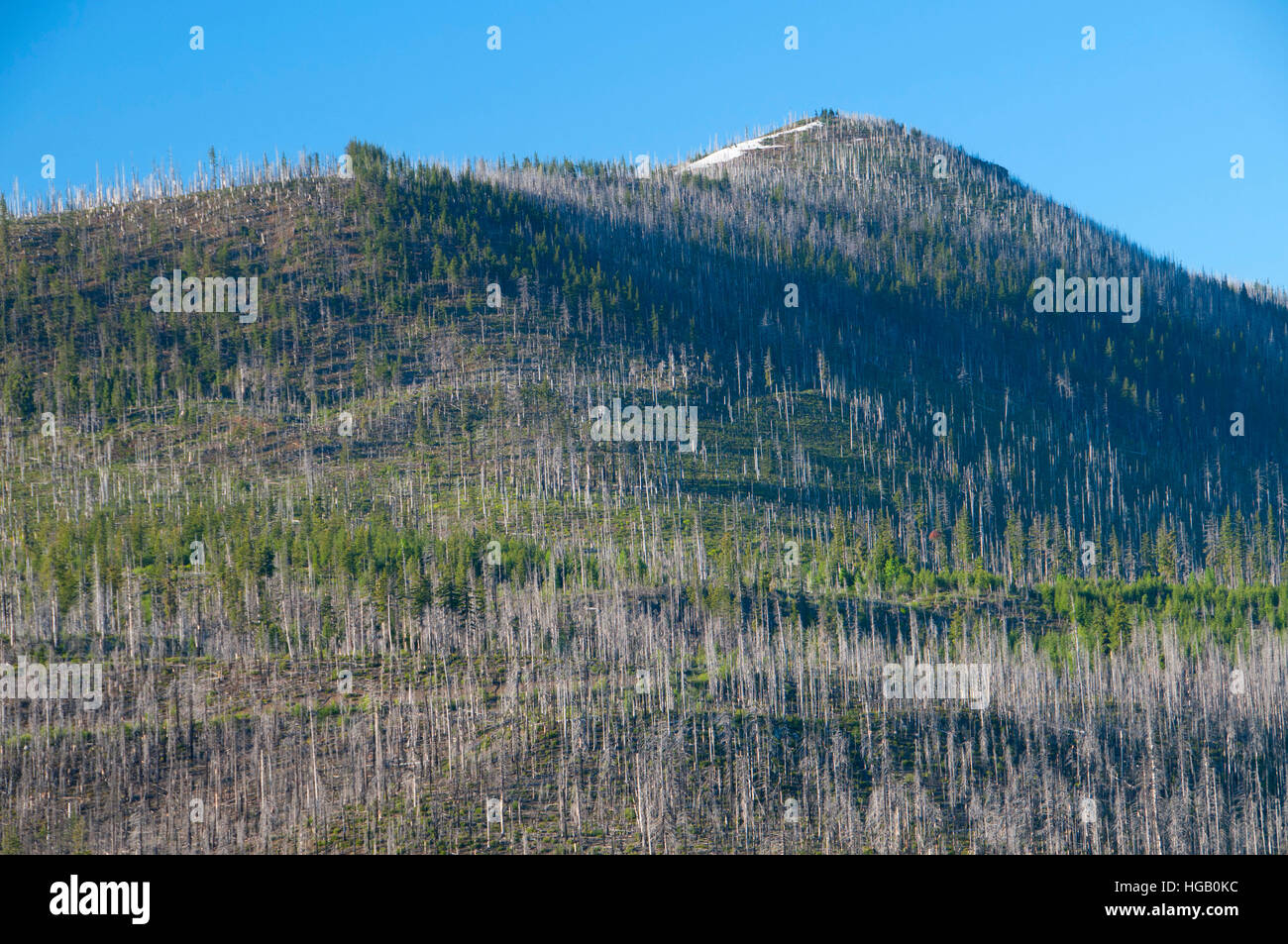 Cache Mountain in B&B Complex burn from Mt Washington Viewpoint ...